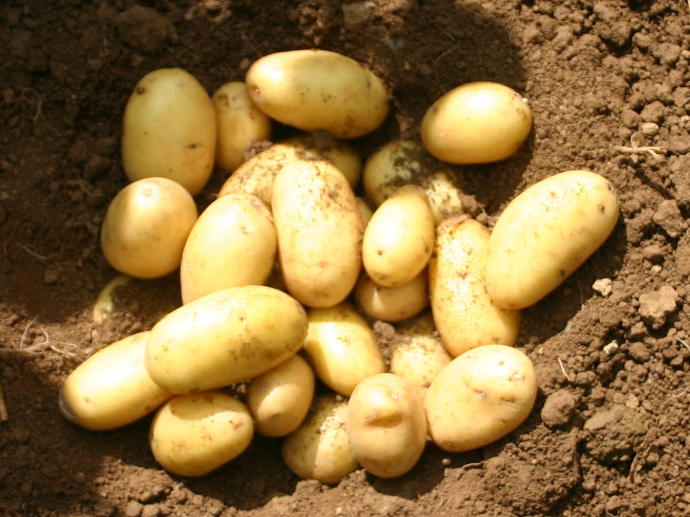 Maris Peer - Castlecor Potatoes