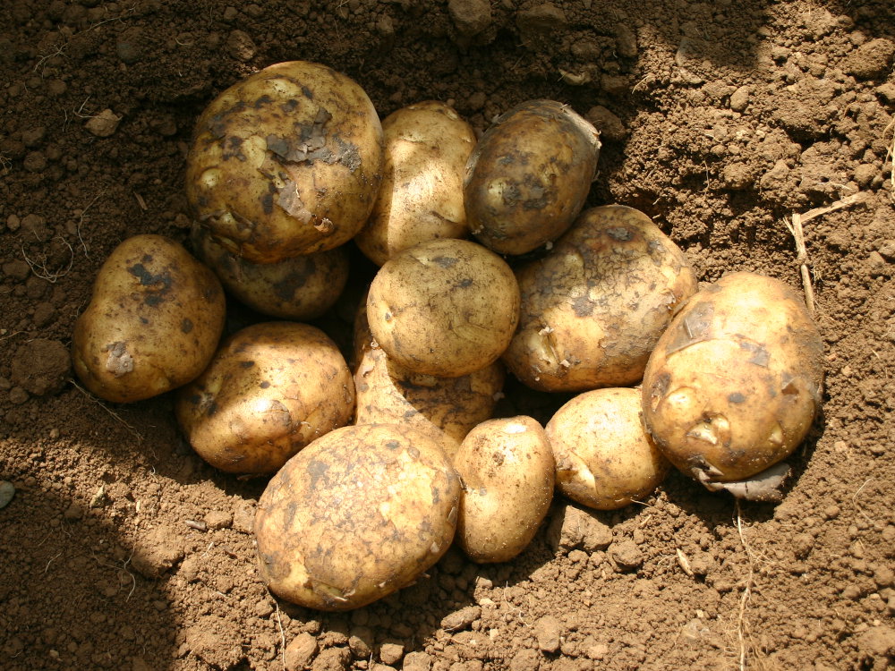 Queens - Castlecor Potatoes